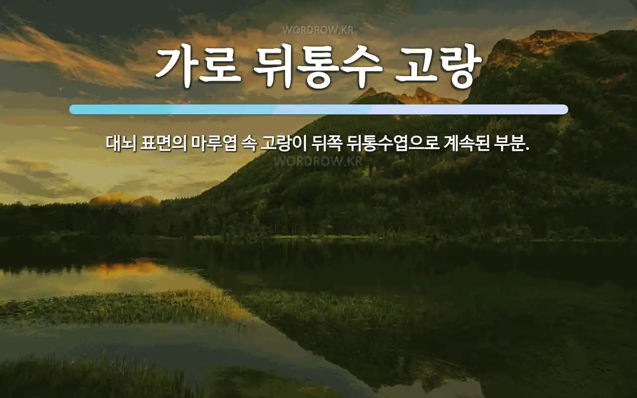 가로 뒤통수 고랑 뜻 대뇌 표면의 마루엽 속 고랑이 뒤쪽 뒤통수엽으로 계속된 부분