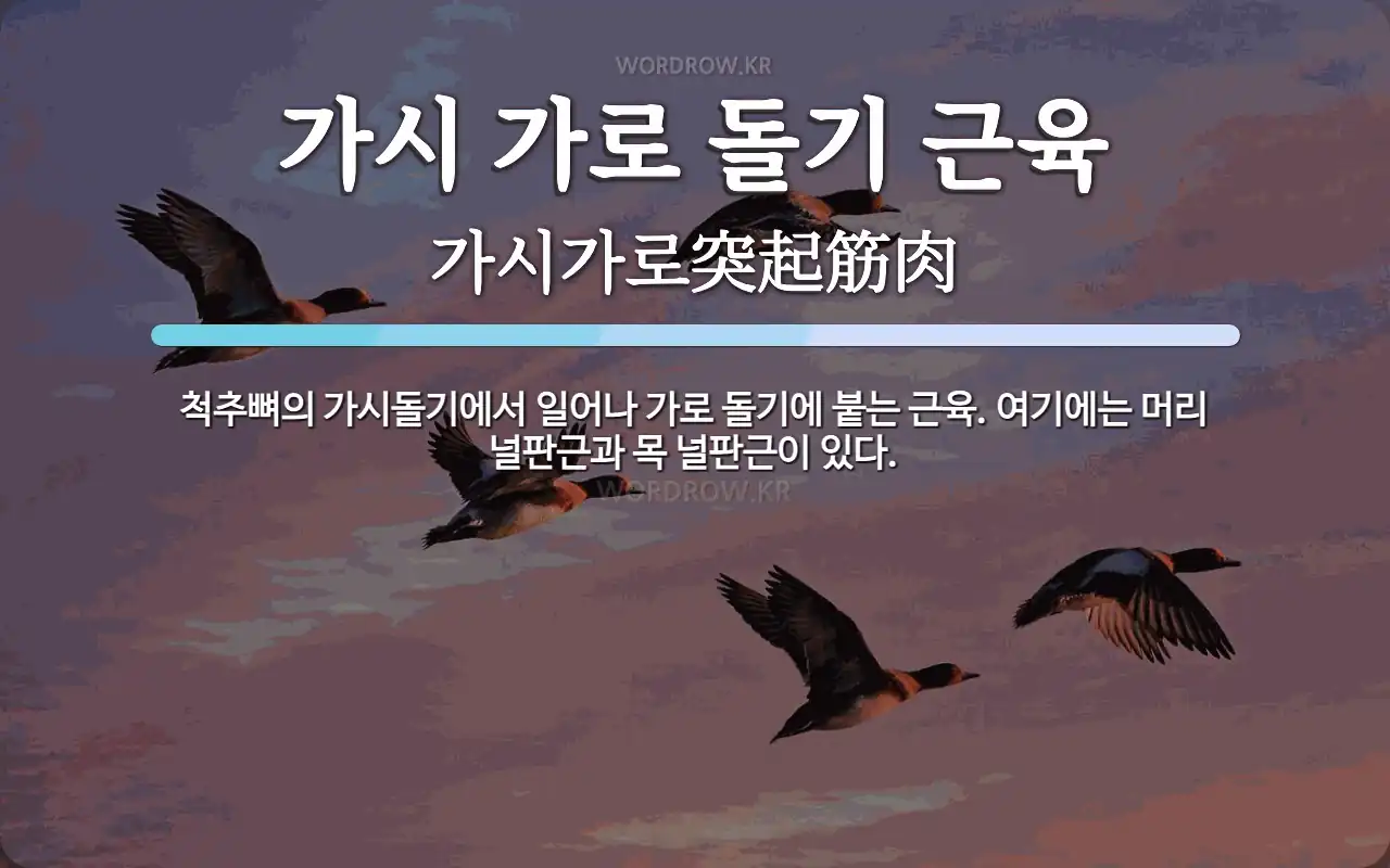 가시 가로 돌기 근육 뜻 척추뼈의 가시돌기에서 일어나 가로 돌기에 붙는 근육 여기에는 머리 널판근과 목 널판근이