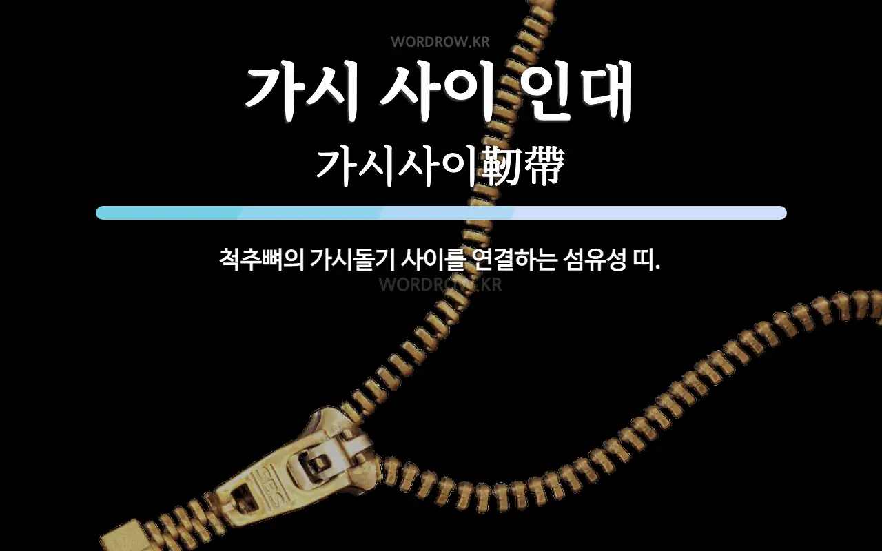 가시 사이 인대 뜻 척추뼈의 가시돌기 사이를 연결하는 섬유성 띠
