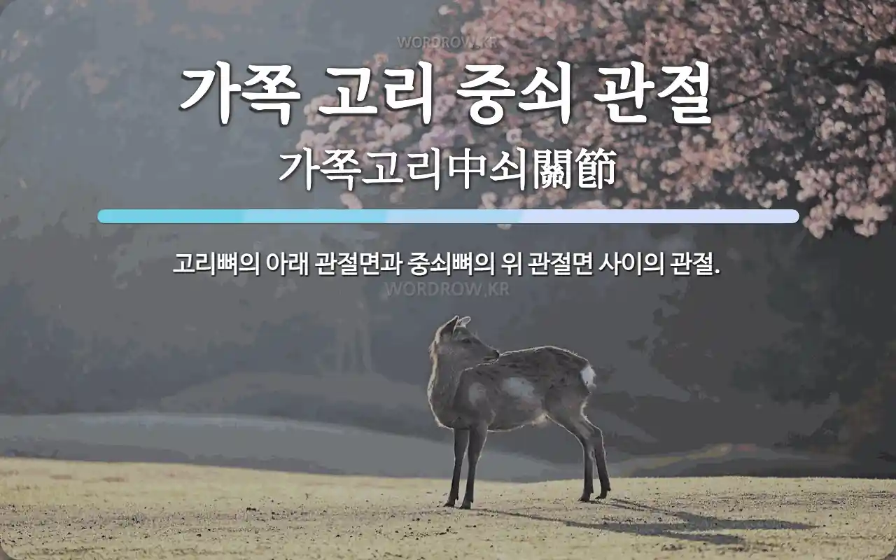 가쪽 고리 중쇠 관절 뜻 고리뼈의 아래 관절면과 중쇠뼈의 위 관절면 사이의 관절