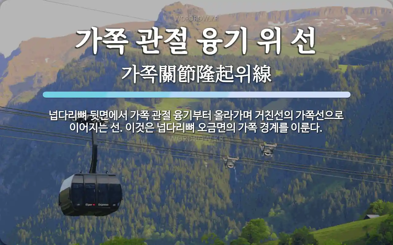 가쪽 관절 융기 위 선 뜻 넙다리뼈 뒷면에서 가쪽 관절 융기부터 올라가며 거친선의 가쪽선으로 이어지는 선 이것은 넙