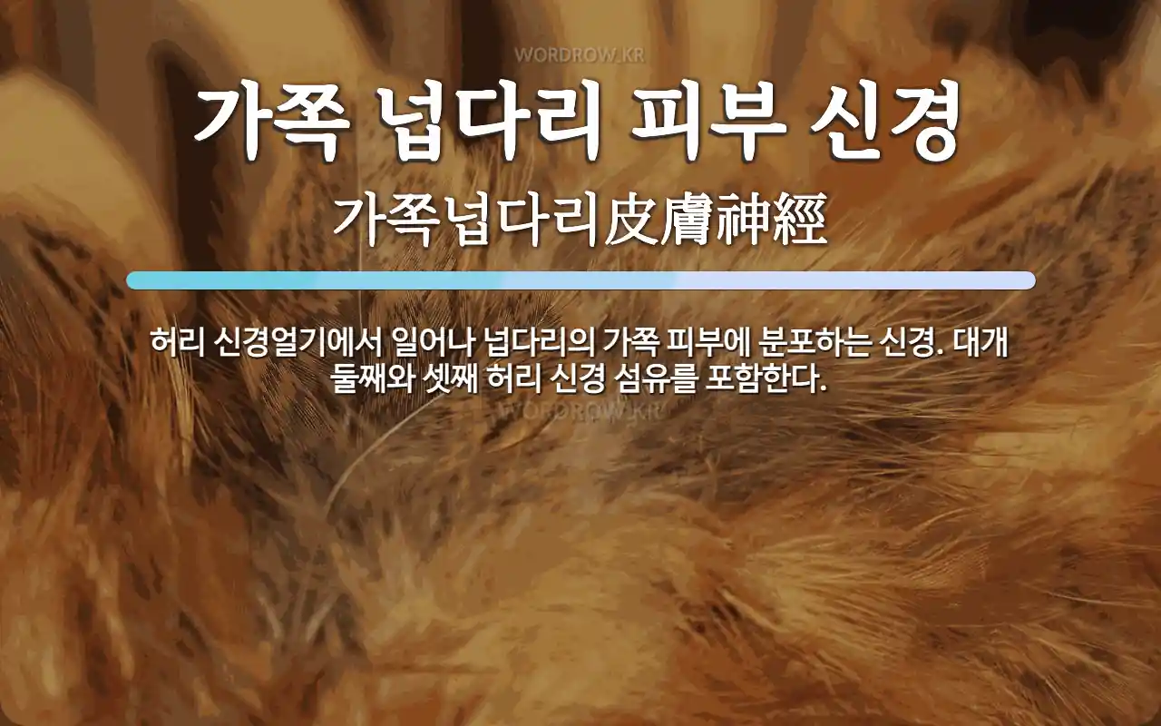 가쪽 넙다리 피부 신경 뜻 허리 신경얼기에서 일어나 넙다리의 가쪽 피부에 분포하는 신경 대개 둘째와 셋째 허리 신경