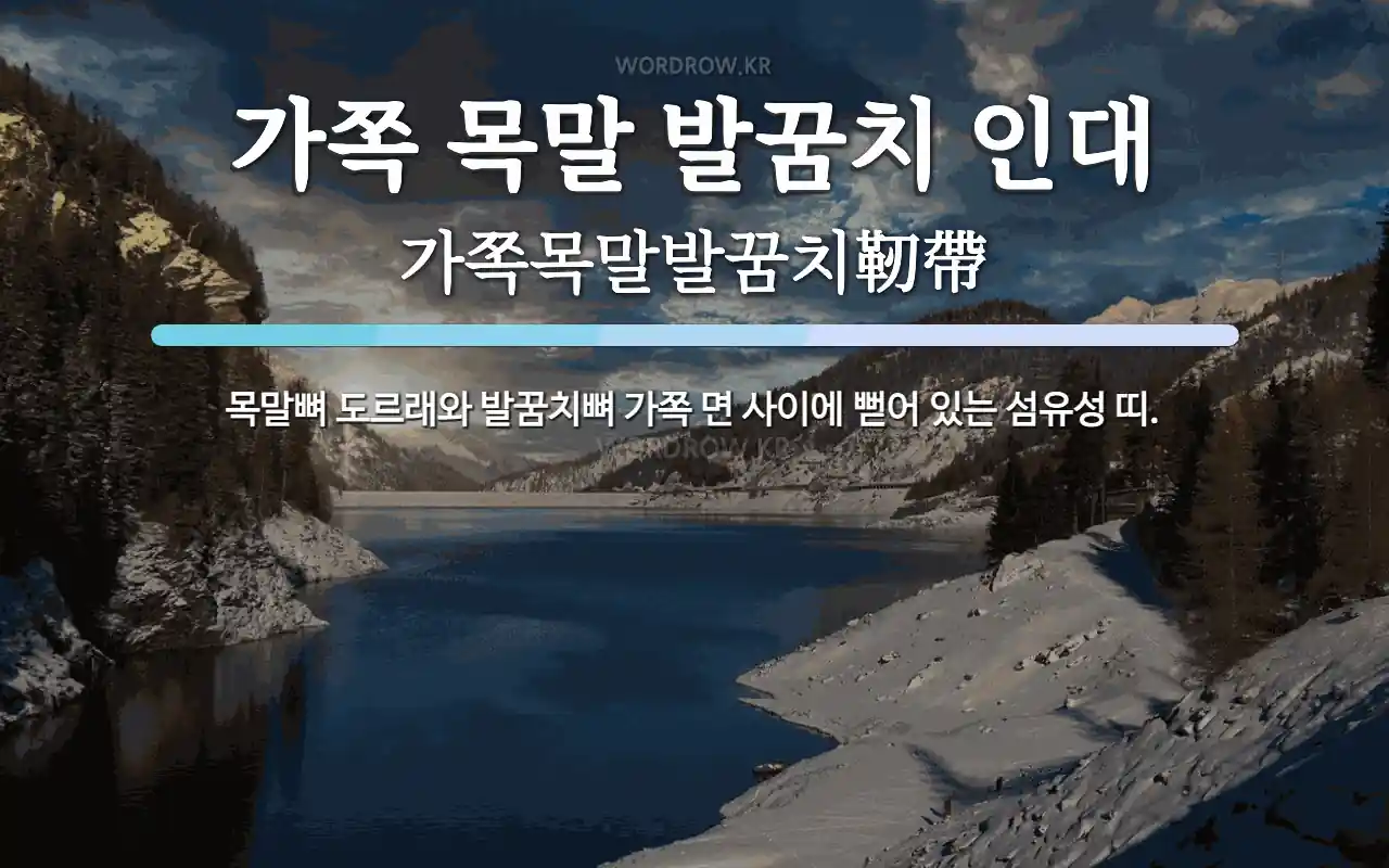 가쪽 목말 발꿈치 인대 뜻 목말뼈 도르래와 발꿈치뼈 가쪽 면 사이에 뻗어 있는 섬유성 띠