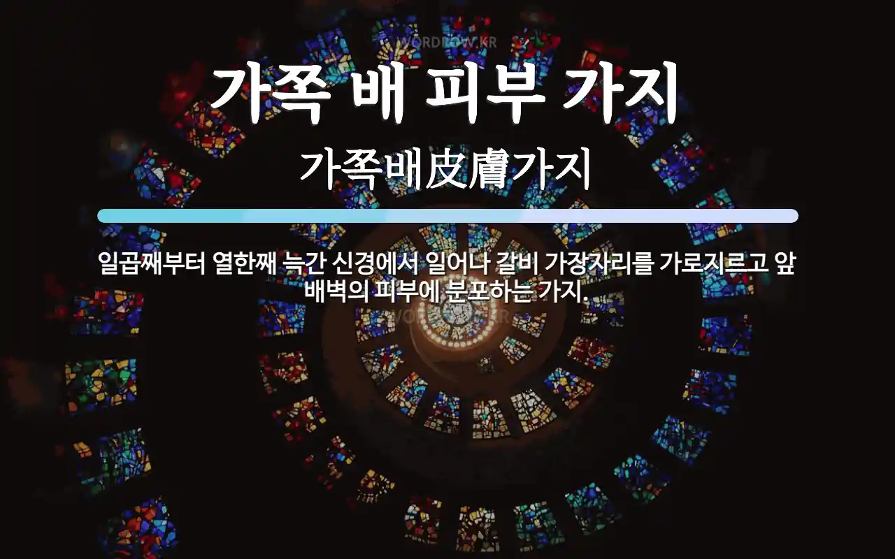 가쪽 배 피부 가지 뜻 일곱째부터 열한째 늑간 신경에서 일어나 갈비 가장자리를 가로지르고 앞 배벽의 피부에 분포하