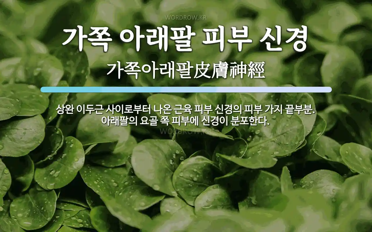 가쪽 아래팔 피부 신경 뜻 상완 이두근 사이로부터 나온 근육 피부 신경의 피부 가지 끝부분 아래팔의 요골 쪽 피부에