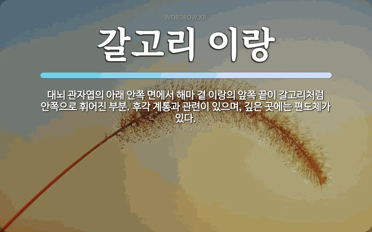 갈고리 이랑 뜻 대뇌 관자엽의 아래 안쪽 면에서 해마 곁 이랑의 앞쪽 끝이 갈고리처럼 안쪽으로 휘어진 부분