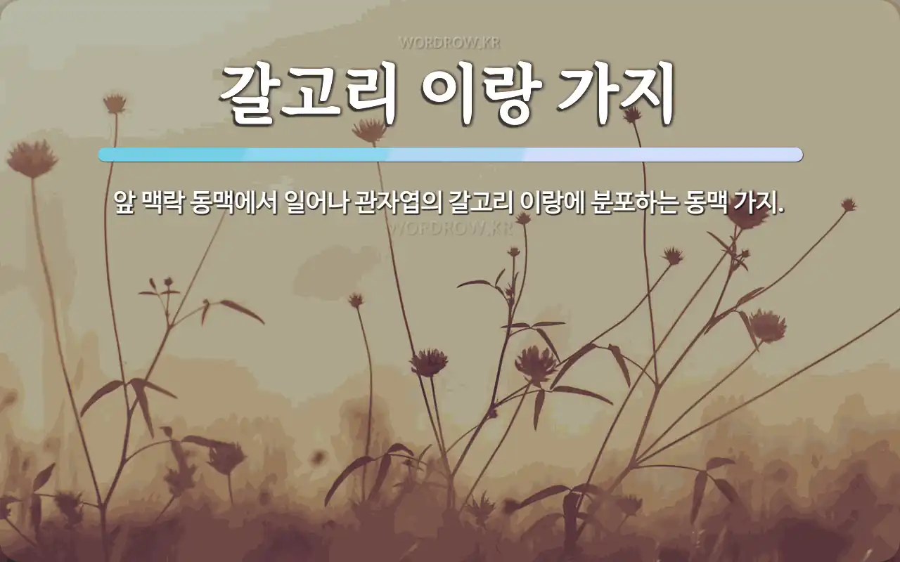 갈고리 이랑 가지 뜻 앞 맥락 동맥에서 일어나 관자엽의 갈고리 이랑에 분포하는 동맥 가지