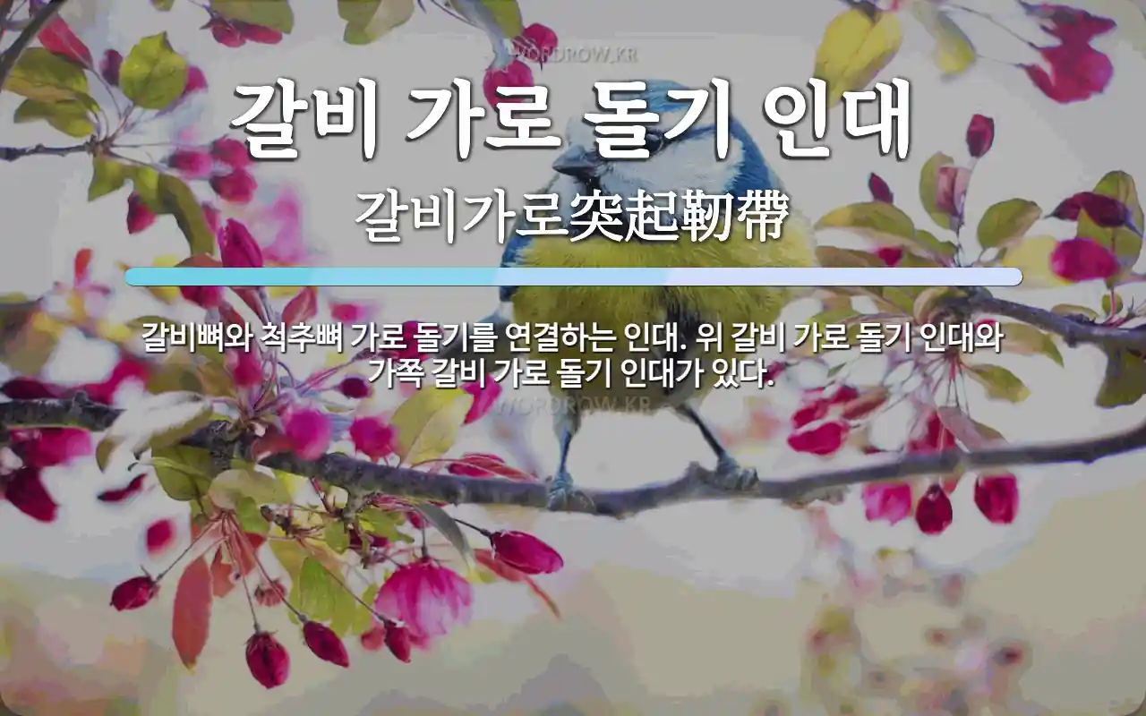 갈비 가로 돌기 인대 뜻 갈비뼈와 척추뼈 가로 돌기를 연결하는 인대 위 갈비 가로 돌기 인대와 가쪽 갈비 가로 돌