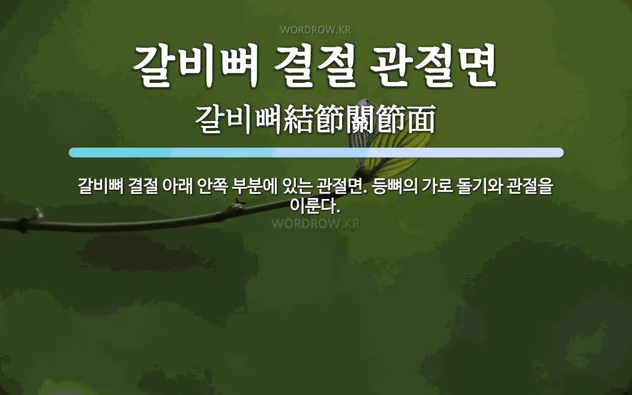 갈비뼈 결절 관절면 뜻 갈비뼈 결절 아래 안쪽 부분에 있는 관절면 등뼈의 가로 돌기와 관절을 이룬다