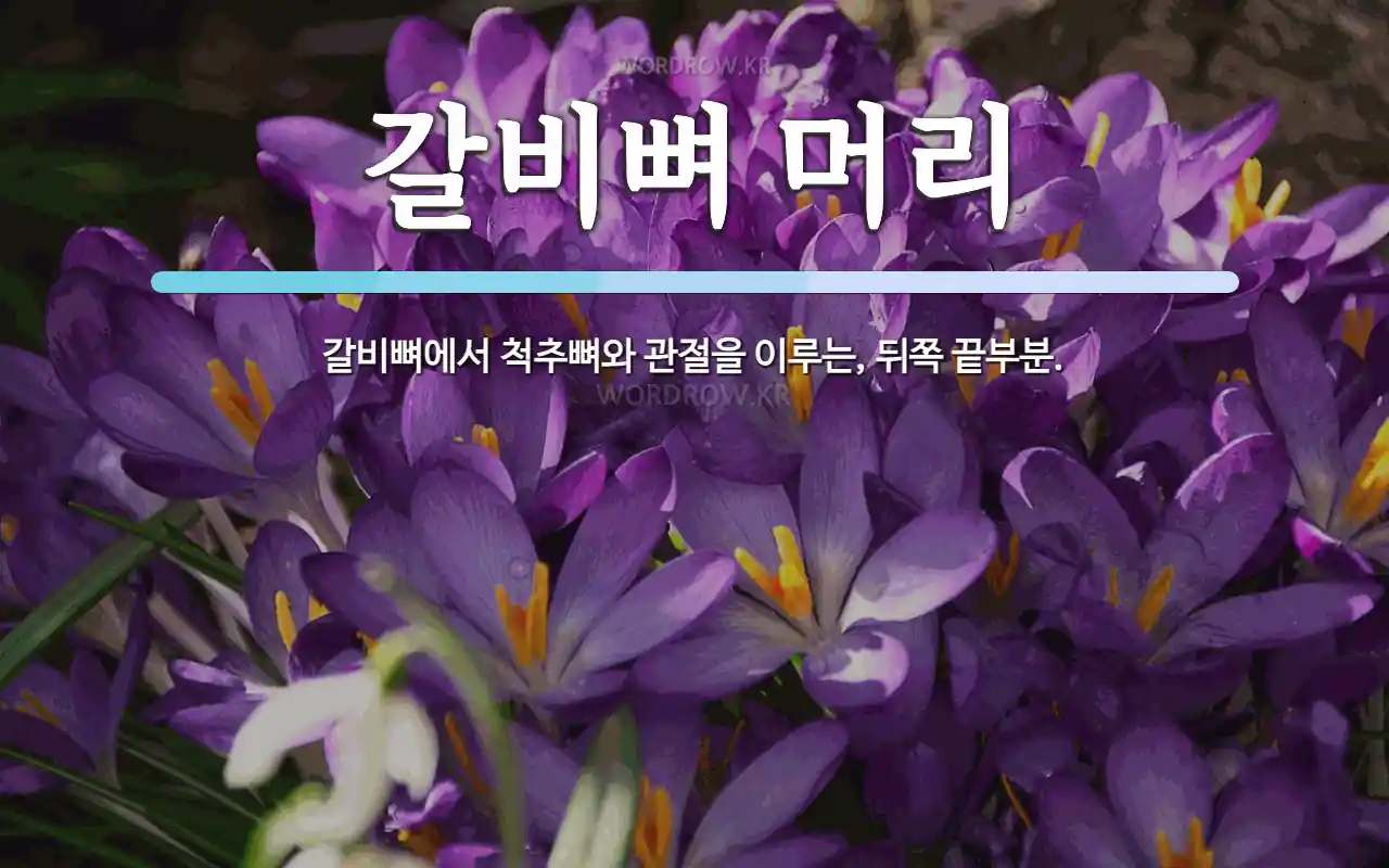갈비뼈 머리 뜻 갈비뼈에서 척추뼈와 관절을 이루는 뒤쪽 끝부분