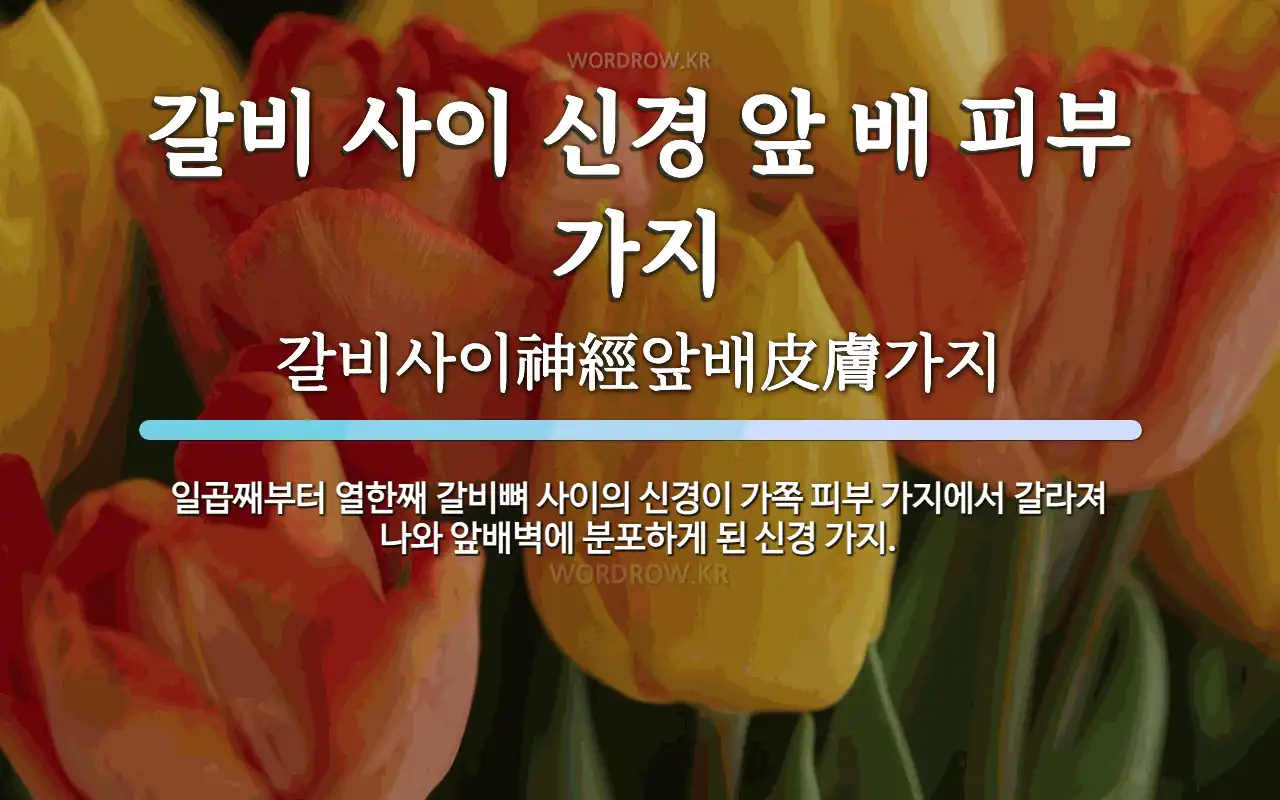 갈비 사이 신경 앞 배 피부 가지 뜻 일곱째부터 열한째 갈비뼈 사이의 신경이 가쪽 피부 가지에서 갈라져 나와 앞배벽에 분포하게