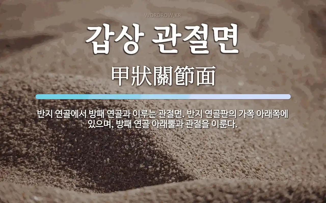 갑상 관절면 뜻 반지 연골에서 방패 연골과 이루는 관절면 반지 연골판의 가쪽 아래쪽에 있으며 방패 연골