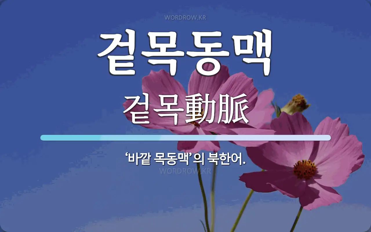 겉목동맥 뜻 ‘바깥 목동맥의 북한어