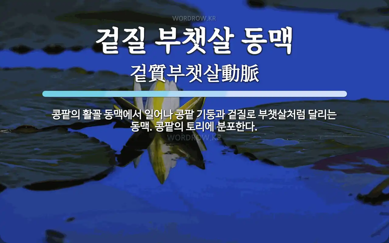 겉질 부챗살 동맥 뜻 콩팥의 활꼴 동맥에서 일어나 콩팥 기둥과 겉질로 부챗살처럼 달리는 동맥 콩팥의 토리에 분