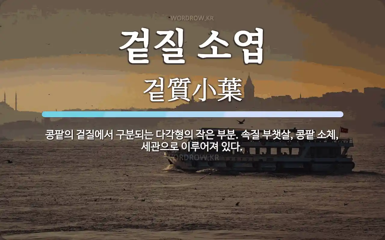 겉질 소엽 뜻 콩팥의 겉질에서 구분되는 다각형의 작은 부분 속질 부챗살 콩팥 소체 세관으로 이루어져
