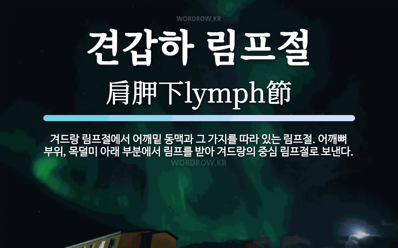 견갑하 림프절 뜻 겨드랑 림프절에서 어깨밑 동맥과 그 가지를 따라 있는 림프절 어깨뼈 부위 목덜미 아래