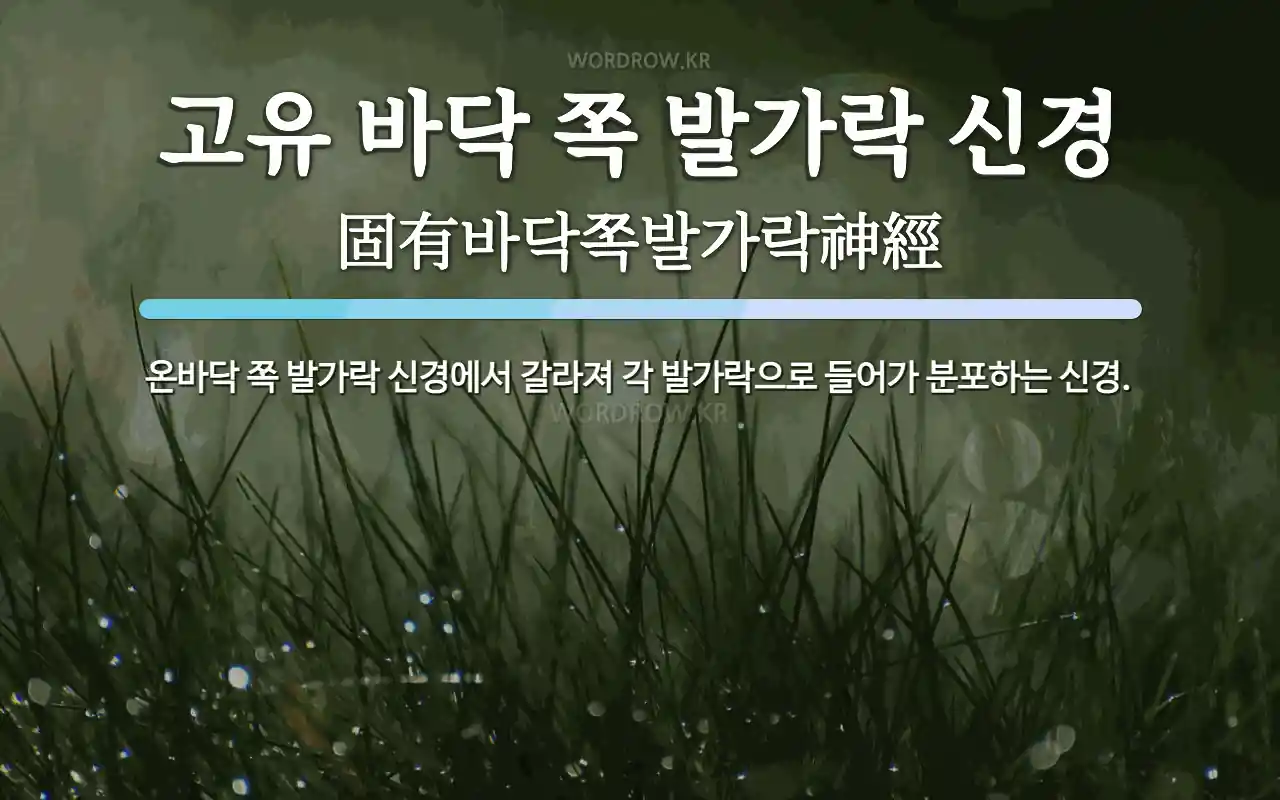 고유 바닥 쪽 발가락 신경 뜻 온바닥 쪽 발가락 신경에서 갈라져 각 발가락으로 들어가 분포하는 신경