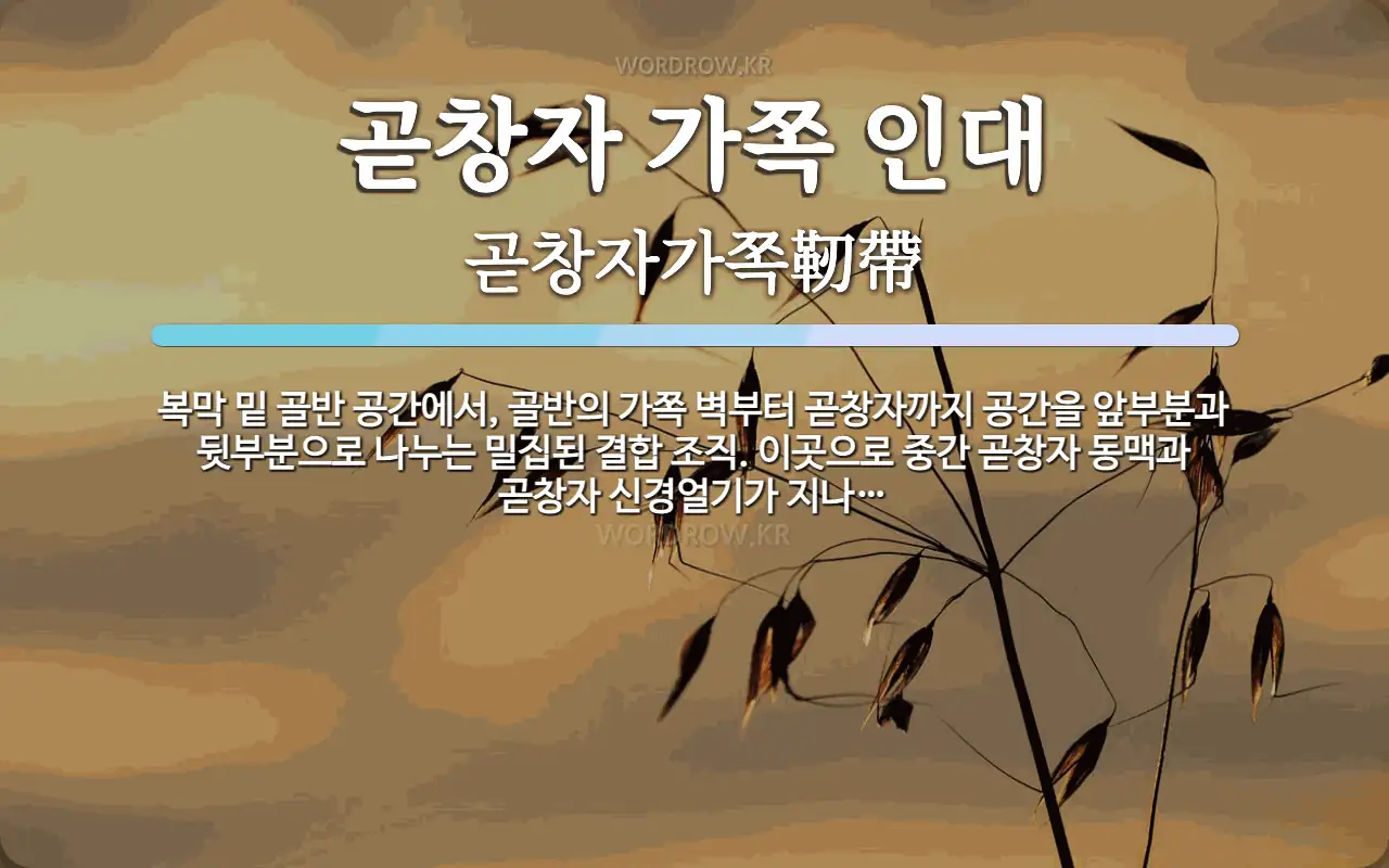 곧창자 가쪽 인대 뜻 복막 밑 골반 공간에서 골반의 가쪽 벽부터 곧창자까지 공간을 앞부분과 뒷부분으로 나누는