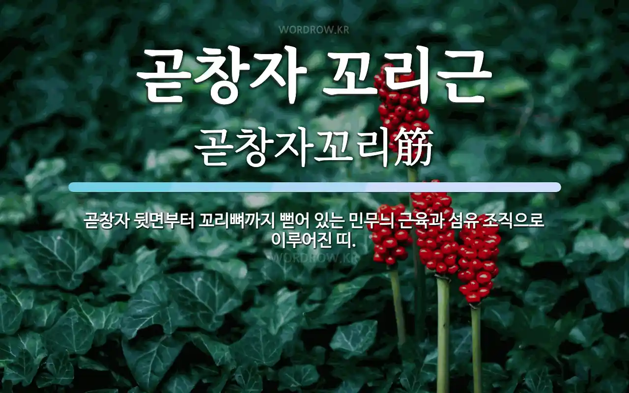 곧창자 꼬리근 뜻 곧창자 뒷면부터 꼬리뼈까지 뻗어 있는 민무늬 근육과 섬유 조직으로 이루어진 띠