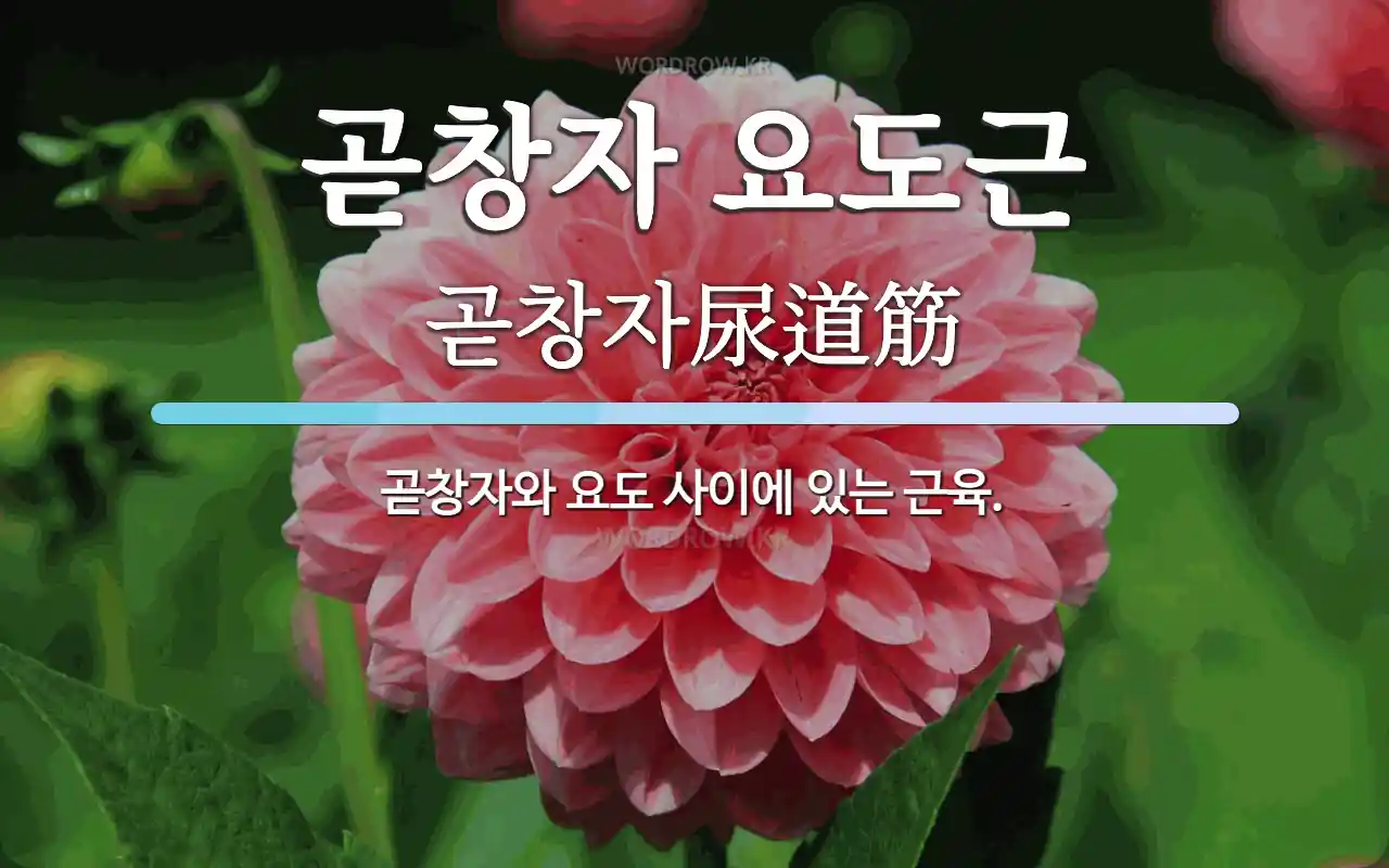 곧창자 요도근 뜻 곧창자와 요도 사이에 있는 근육