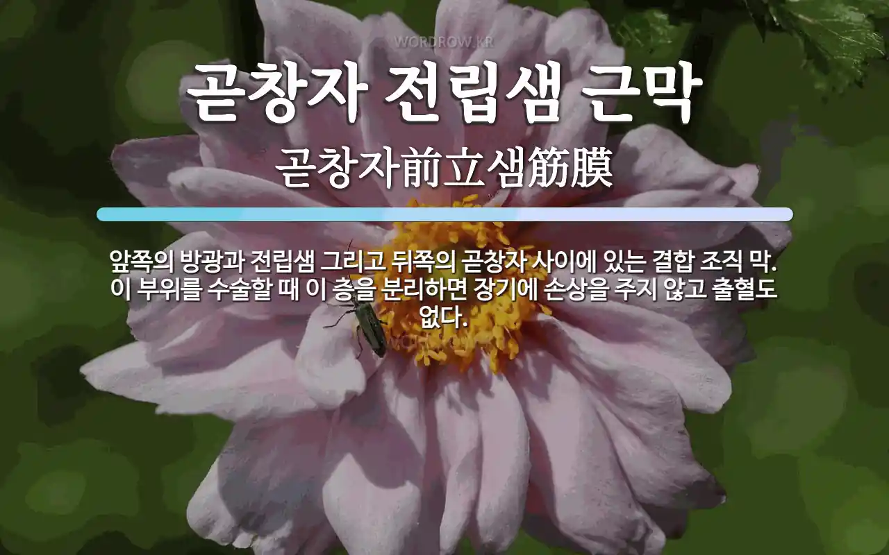 곧창자 전립샘 근막 뜻 앞쪽의 방광과 전립샘 그리고 뒤쪽의 곧창자 사이에 있는 결합 조직 막 이 부위를 수술할