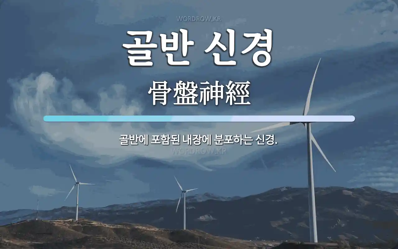 골반 신경 뜻 골반에 포함된 내장에 분포하는 신경
