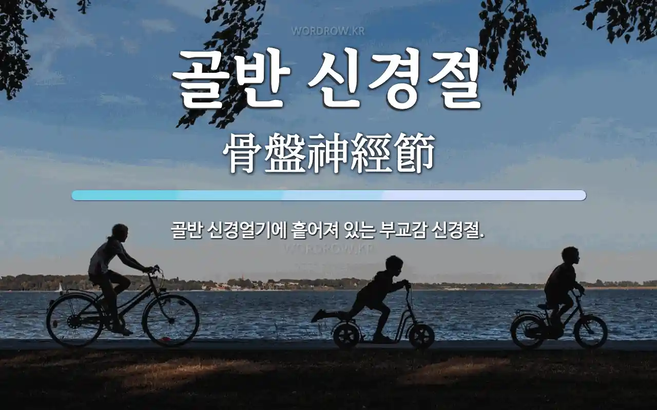 골반 신경절 뜻 골반 신경얼기에 흩어져 있는 부교감 신경절