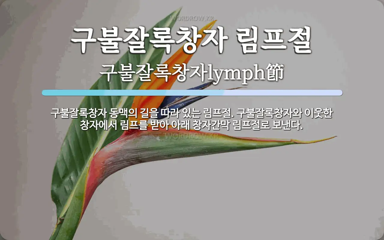 구불잘록창자 림프절 뜻 구불잘록창자 동맥의 길을 따라 있는 림프절 구불잘록창자와 이웃한 창자에서 림프를 받아 아