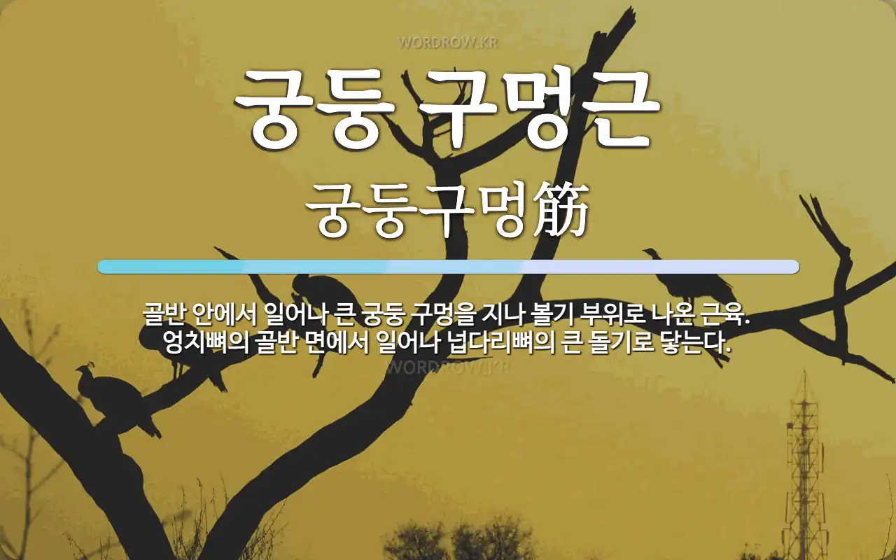 궁둥 구멍근 뜻 골반 안에서 일어나 큰 궁둥 구멍을 지나 볼기 부위로 나온 근육 엉치뼈의 골반 면에서 일