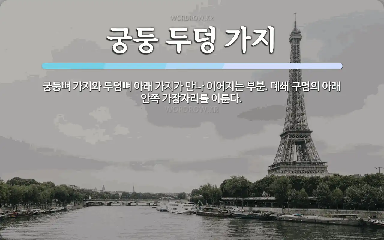 궁둥 두덩 가지 뜻 궁둥뼈 가지와 두덩뼈 아래 가지가 만나 이어지는 부분 폐쇄 구멍의 아래 안쪽 가장자리를