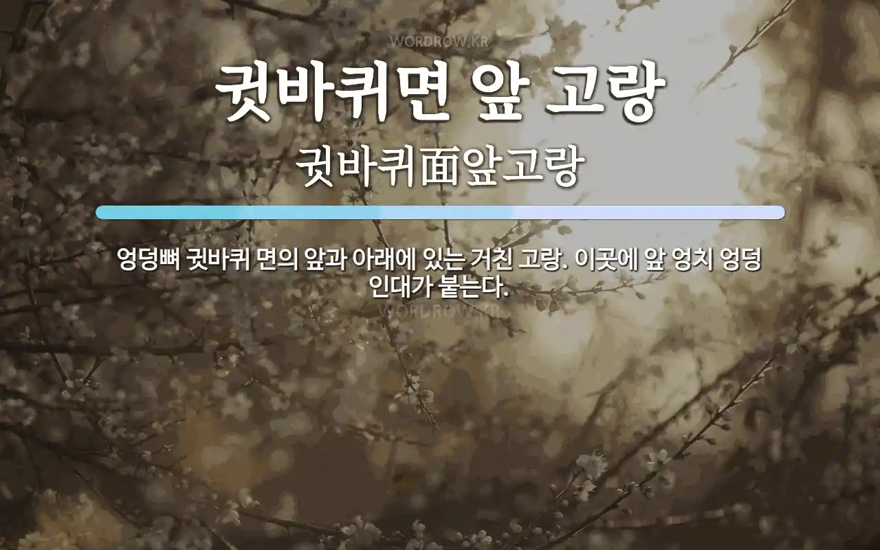 귓바퀴면 앞 고랑 뜻 엉덩뼈 귓바퀴 면의 앞과 아래에 있는 거친 고랑 이곳에 앞 엉치 엉덩 인대가 붙는다
