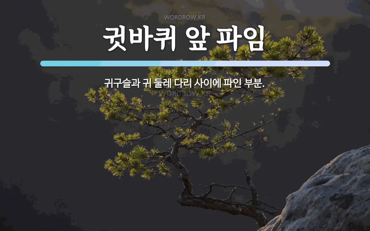 귓바퀴 앞 파임 뜻 귀구슬과 귀 둘레 다리 사이에 파인 부분