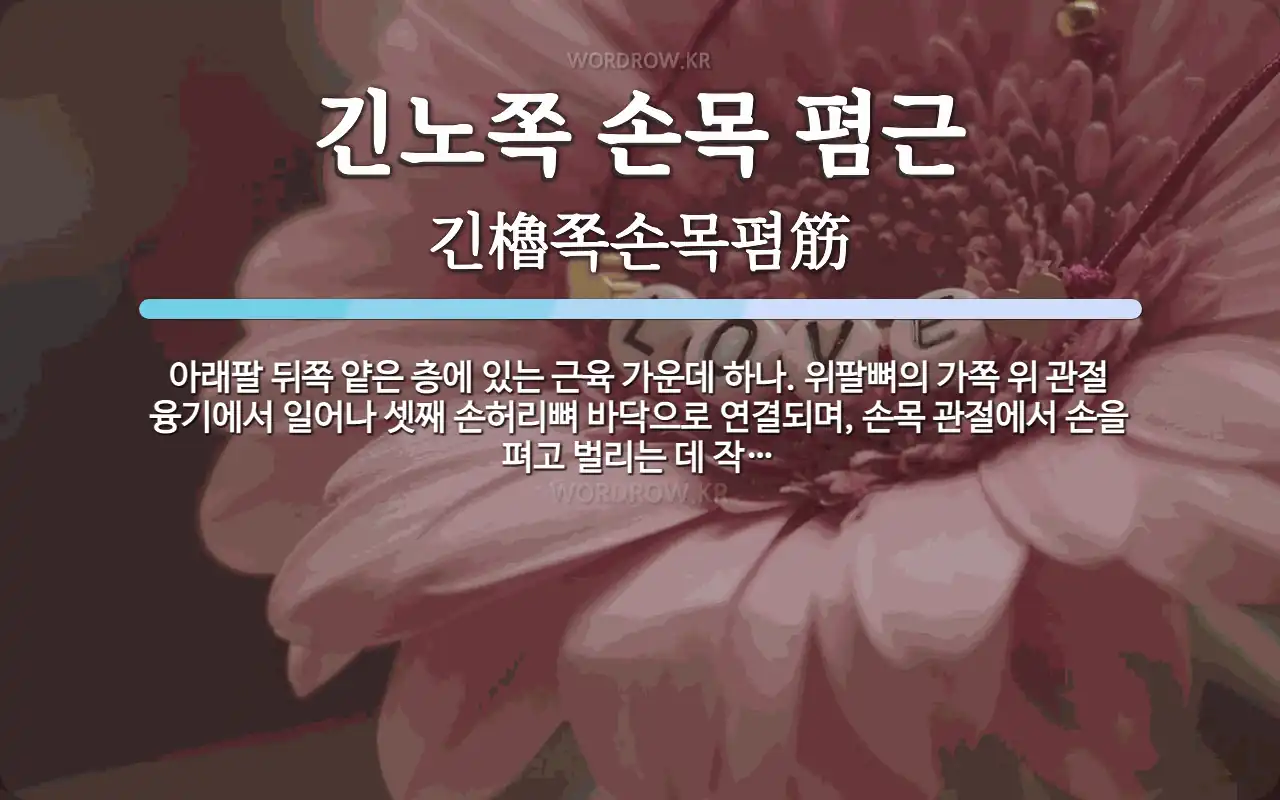 긴노쪽 손목 폄근 뜻 아래팔 뒤쪽 얕은 층에 있는 근육 가운데 하나 위팔뼈의 가쪽 위 관절 융기에서 일어나 셋