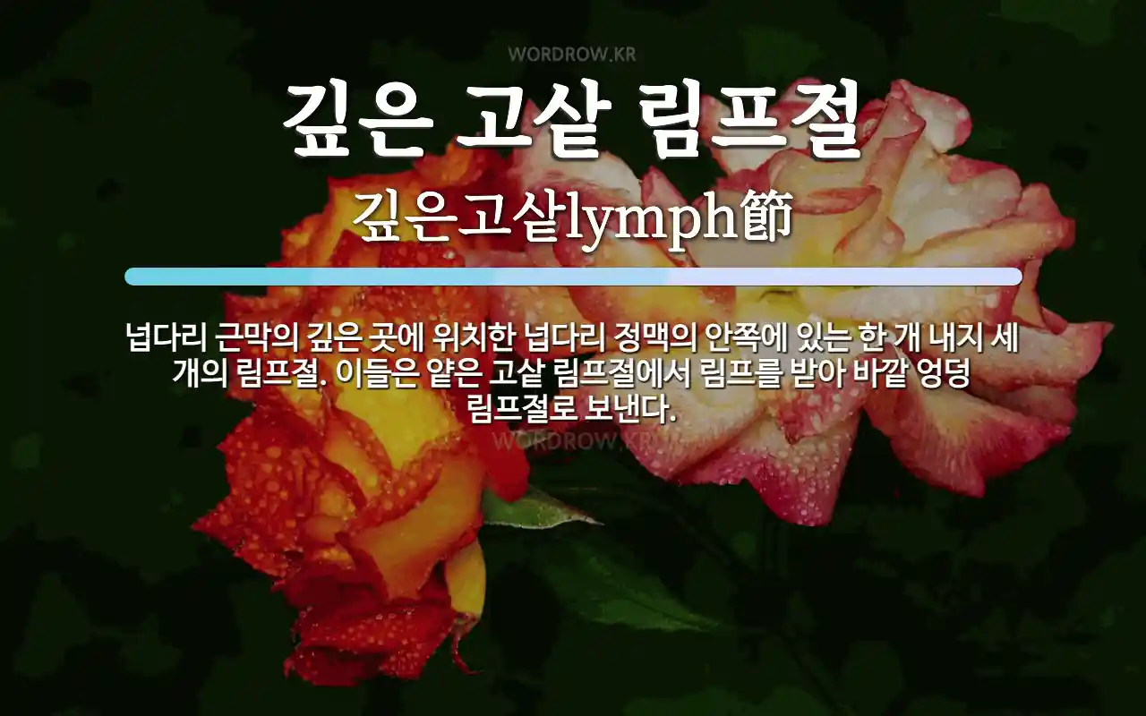 깊은 고샅 림프절 뜻 넙다리 근막의 깊은 곳에 위치한 넙다리 정맥의 안쪽에 있는 한 개 내지 세 개의 림프절