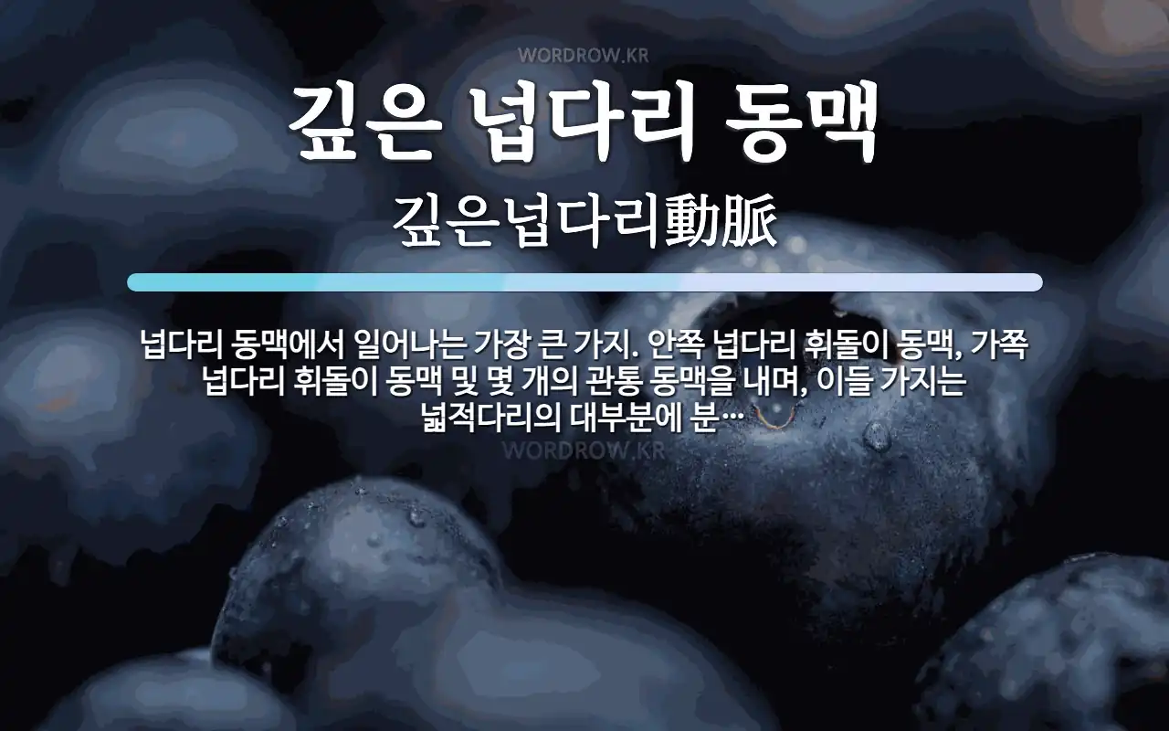 깊은 넙다리 동맥 뜻 넙다리 동맥에서 일어나는 가장 큰 가지 안쪽 넙다리 휘돌이 동맥 가쪽 넙다리 휘돌이 동