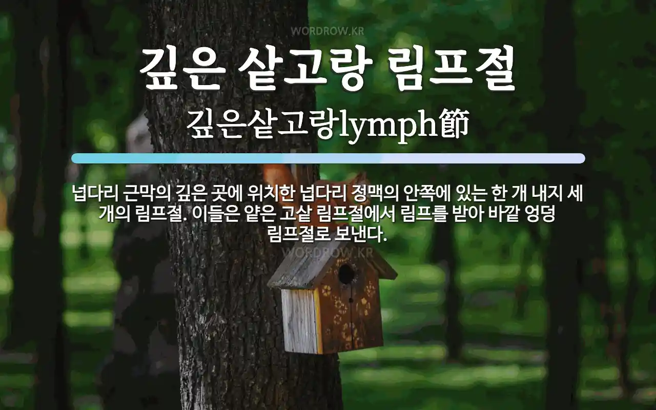 깊은 샅고랑 림프절 뜻 넙다리 근막의 깊은 곳에 위치한 넙다리 정맥의 안쪽에 있는 한 개 내지 세 개의 림프절