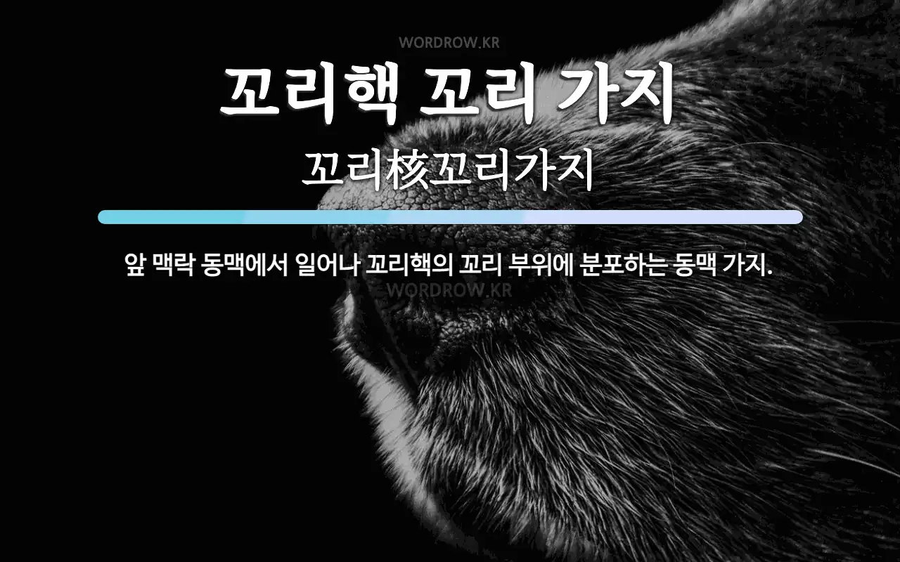 꼬리핵 꼬리 가지 뜻 앞 맥락 동맥에서 일어나 꼬리핵의 꼬리 부위에 분포하는 동맥 가지