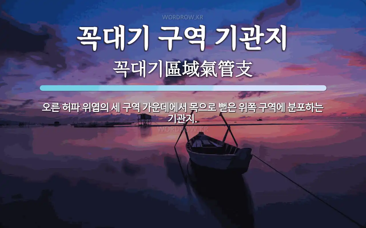 꼭대기 구역 기관지 뜻 오른 허파 위엽의 세 구역 가운데에서 목으로 뻗은 위쪽 구역에 분포하는 기관지