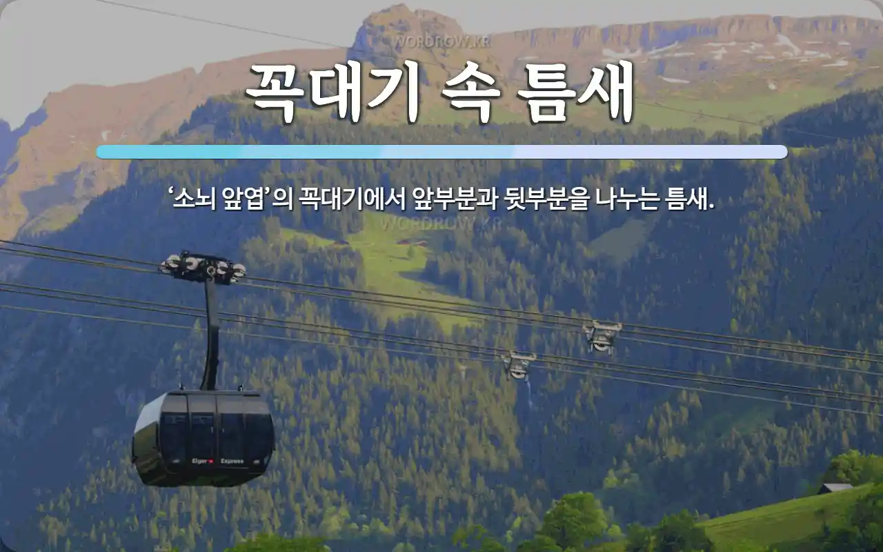 꼭대기 속 틈새 뜻 ‘소뇌 앞엽의 꼭대기에서 앞부분과 뒷부분을 나누는 틈새
