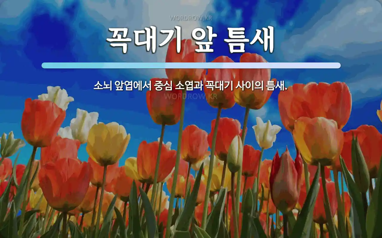 꼭대기 앞 틈새 뜻 소뇌 앞엽에서 중심 소엽과 꼭대기 사이의 틈새