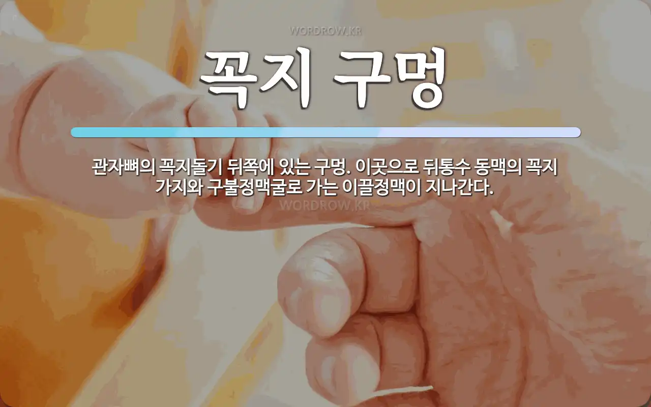 꼭지 구멍 뜻 관자뼈의 꼭지돌기 뒤쪽에 있는 구멍 이곳으로 뒤통수 동맥의 꼭지 가지와 구불정맥굴로 가는