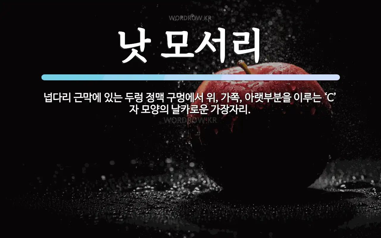 낫 모서리 뜻 넙다리 근막에 있는 두렁 정맥 구멍에서 위 가쪽 아랫부분을 이루는 ‘c 자 모양의 날