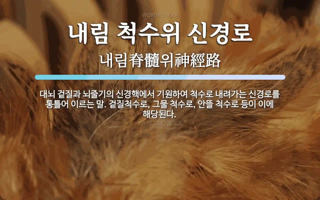 내림 척수위 신경로 뜻 대뇌 겉질과 뇌줄기의 신경핵에서 기원하여 척수로 내려가는 신경로를 통틀어 이르는 말 겉질