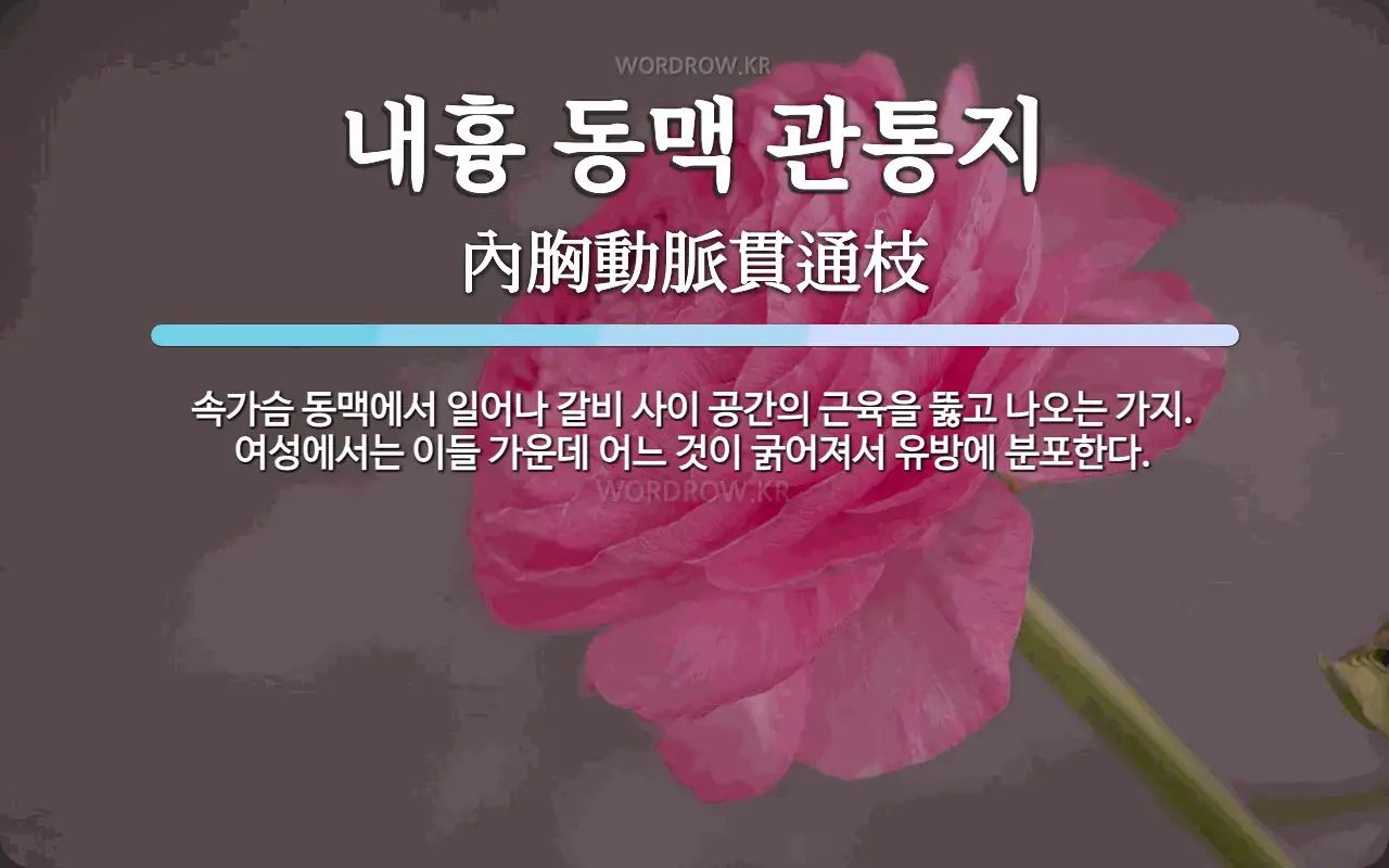 내흉 동맥 관통지 뜻 속가슴 동맥에서 일어나 갈비 사이 공간의 근육을 뚫고 나오는 가지 여성에서는 이들 가운데