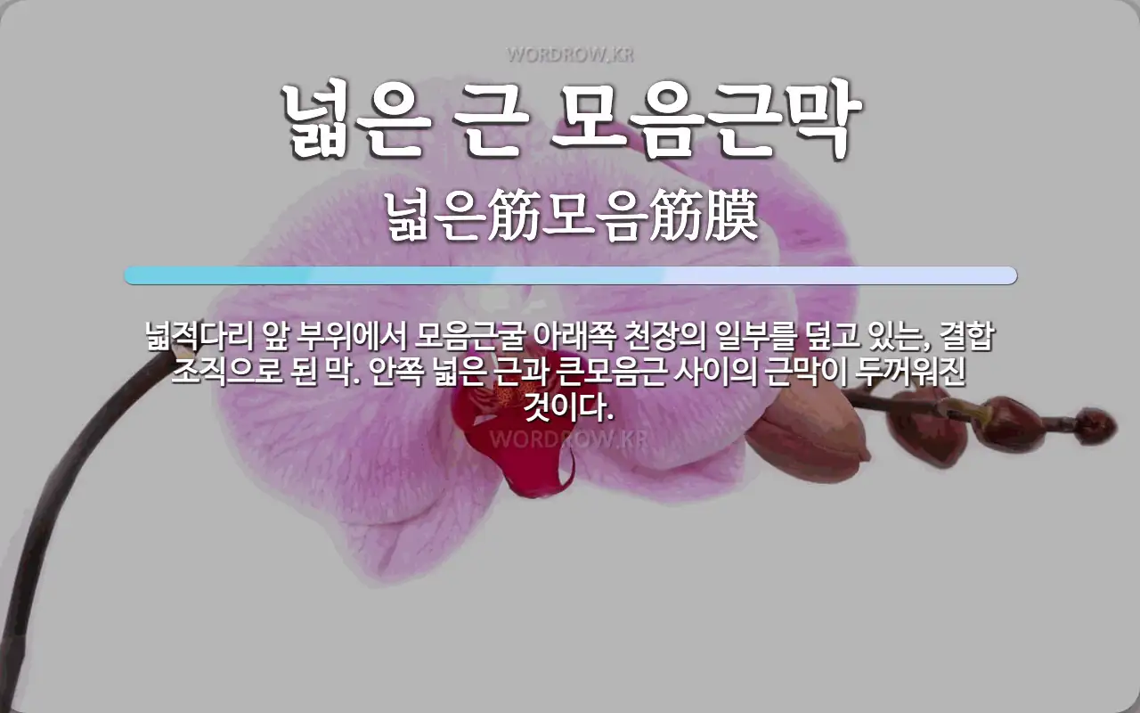 넓은 근 모음근막 뜻 넓적다리 앞 부위에서 모음근굴 아래쪽 천장의 일부를 덮고 있는 결합 조직으로 된 막 안