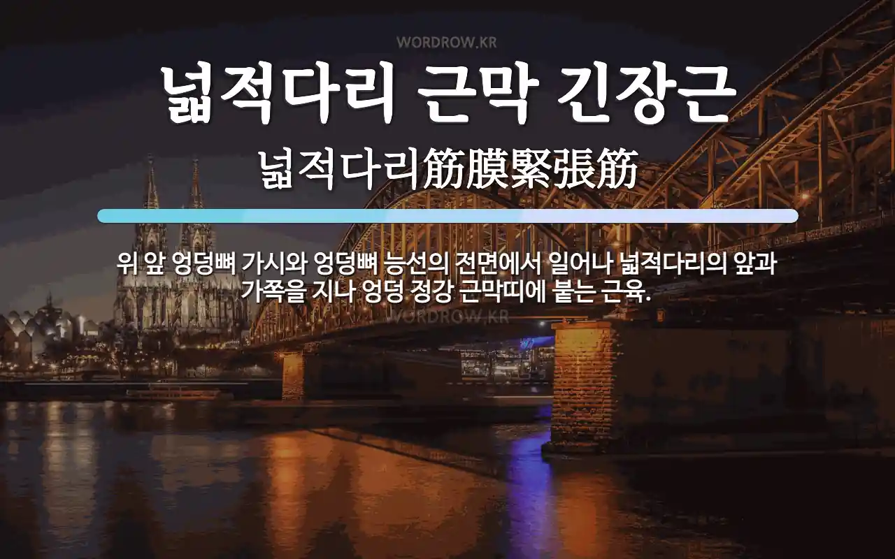 넓적다리 근막 긴장근 뜻 위 앞 엉덩뼈 가시와 엉덩뼈 능선의 전면에서 일어나 넓적다리의 앞과 가쪽을 지나 엉덩 정강