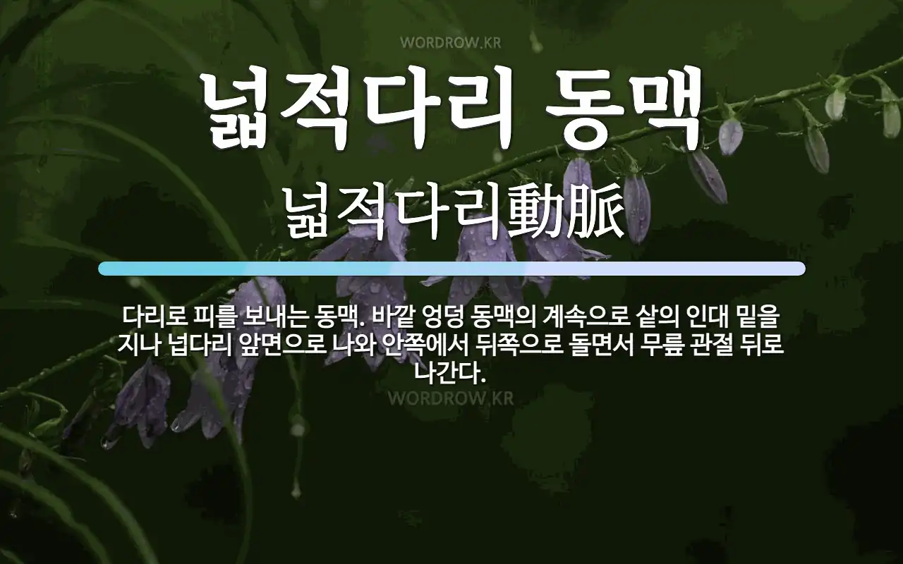 넓적다리 동맥 뜻 다리로 피를 보내는 동맥 바깥 엉덩 동맥의 계속으로 샅의 인대 밑을 지나 넙다리 앞면으로