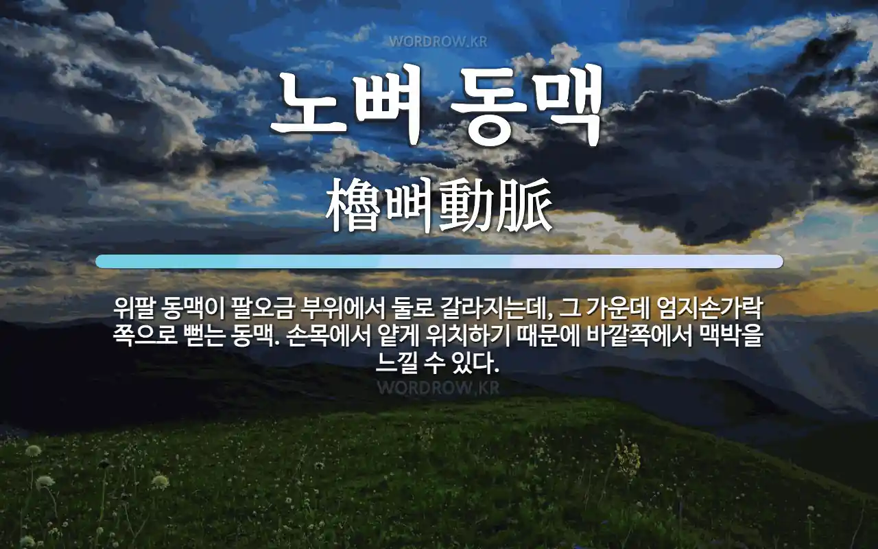 노뼈 동맥 뜻 위팔 동맥이 팔오금 부위에서 둘로 갈라지는데 그 가운데 엄지손가락 쪽으로 뻗는 동맥 손