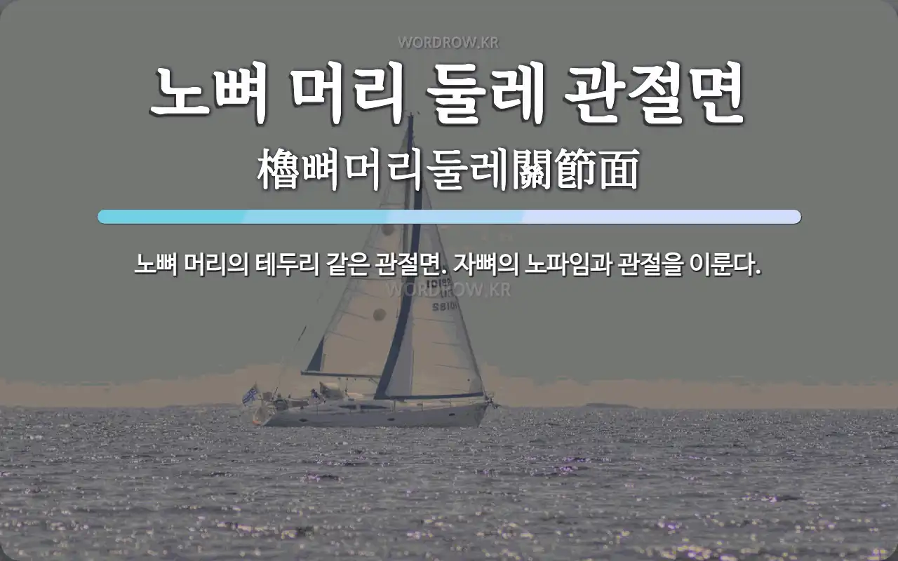 노뼈 머리 둘레 관절면 뜻 노뼈 머리의 테두리 같은 관절면 자뼈의 노파임과 관절을 이룬다