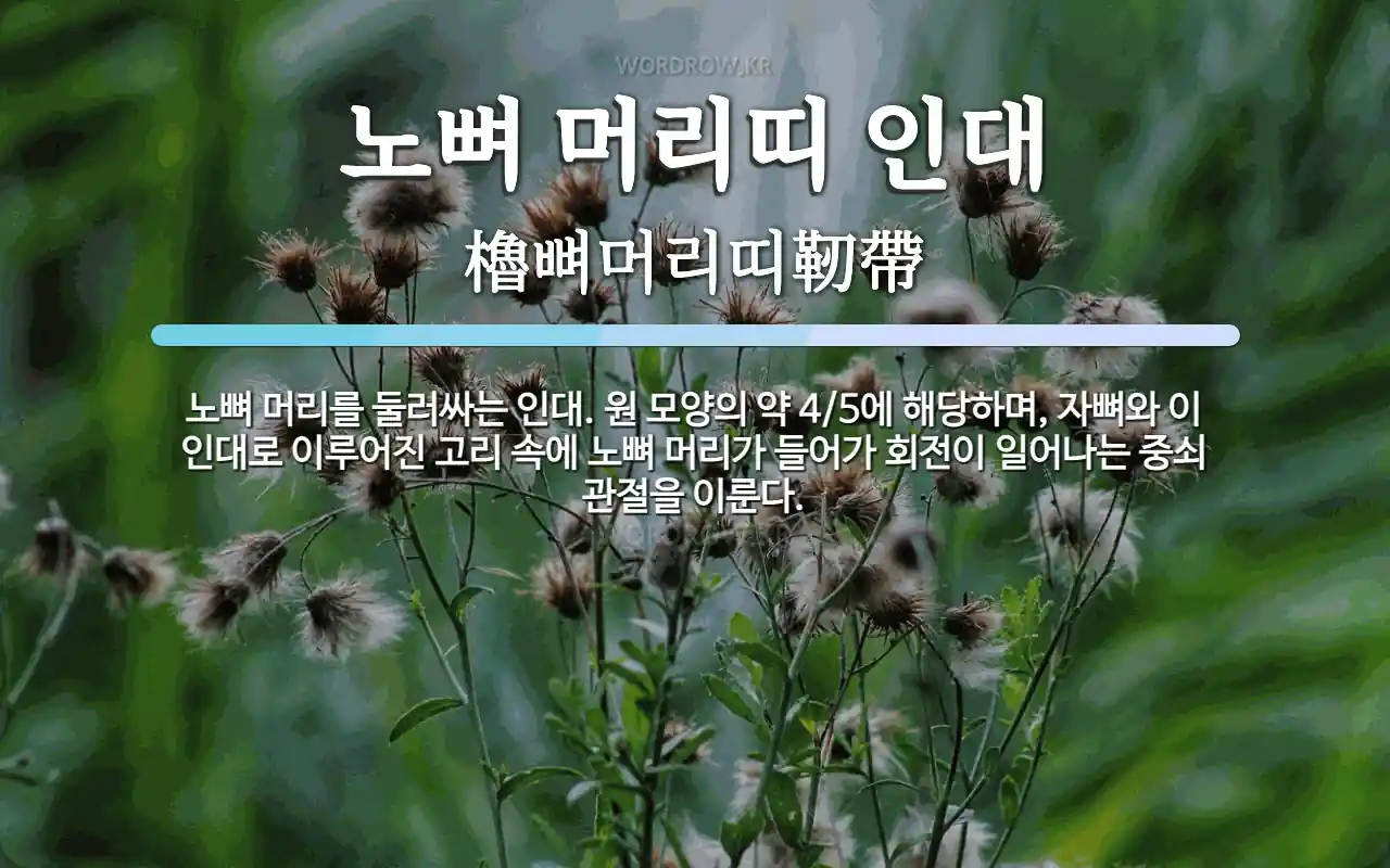 노뼈 머리띠 인대 뜻 노뼈 머리를 둘러싸는 인대 원 모양의 약 45에 해당하며 자뼈와 이 인대로 이루어진